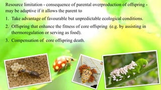 Parent offspring conflicts and sibling rivalry in insects | PPTX ...