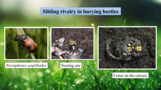 Parent offspring conflicts and sibling rivalry in insects | PPTX ...