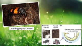 Parent offspring conflicts and sibling rivalry in insects | PPTX ...