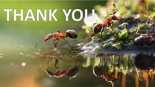 Parent offspring conflicts and sibling rivalry in insects | PPTX ...