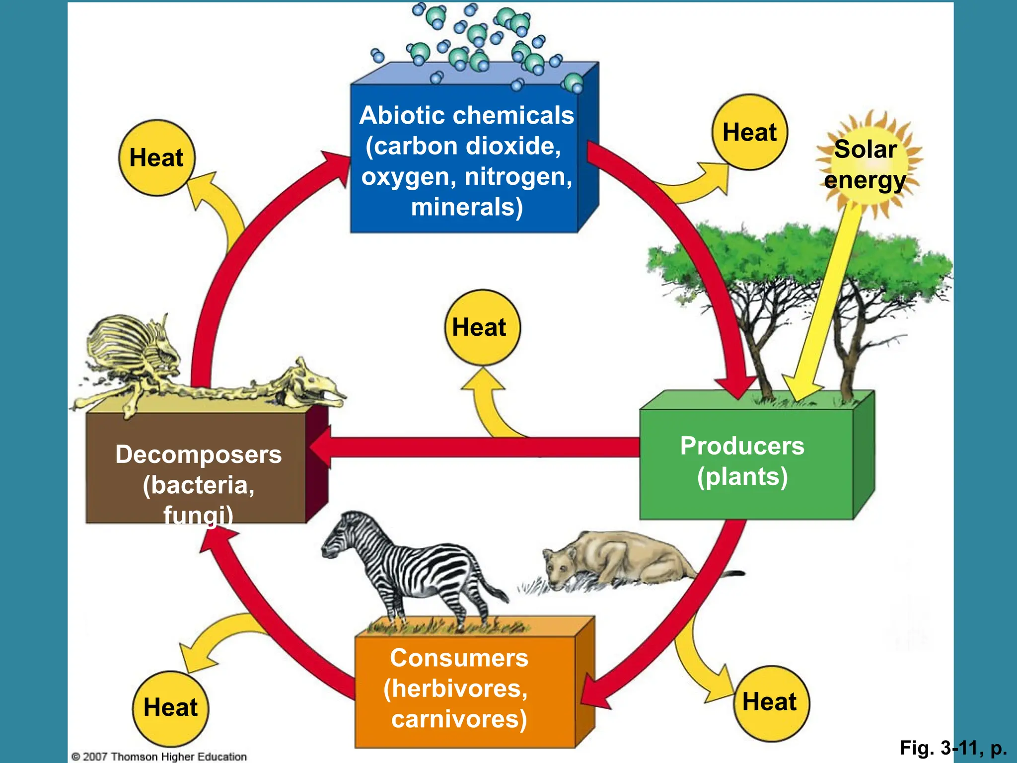 Ecology food webs, food chains, food pyramids.pptx