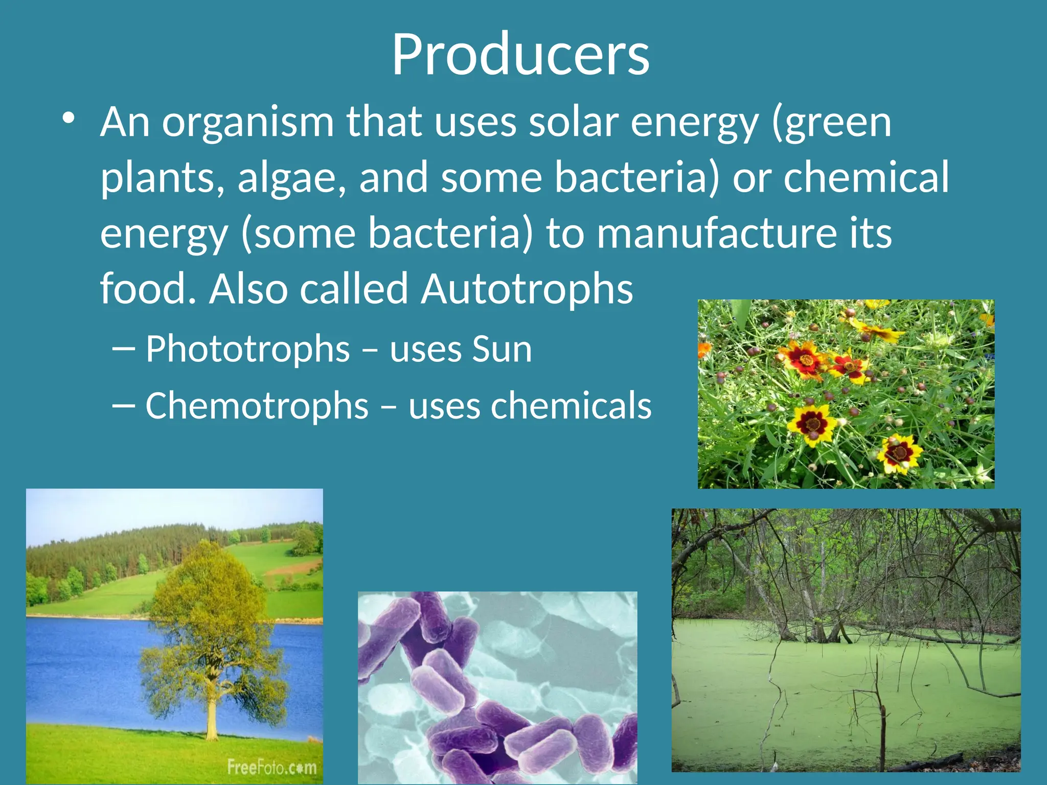 Ecology food webs, food chains, food pyramids.pptx