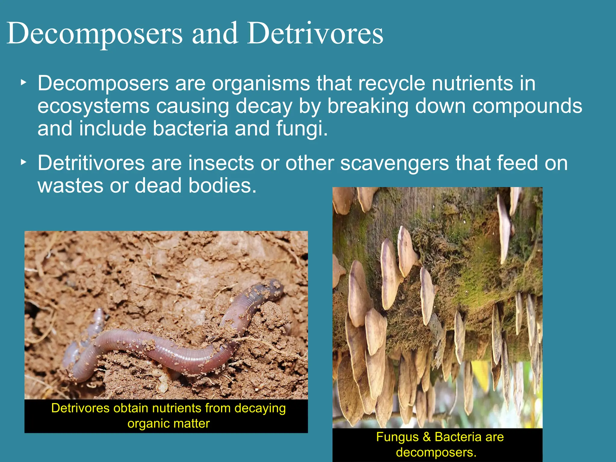 Ecology food webs, food chains, food pyramids.pptx
