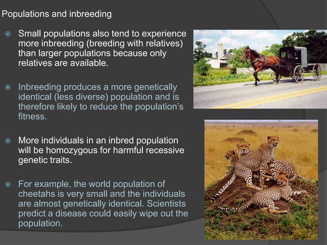 Ecology how population grow | PPTX