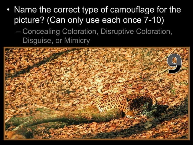 Ecology PowerPoint Review Game, Quiz, Biodiversity, Camouflage, Mimicry ...