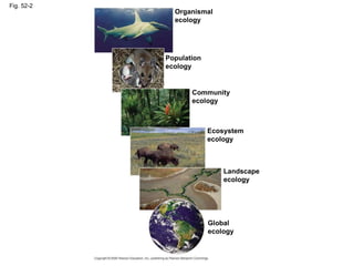 Honors -Ecology introduction 1011 | PPT