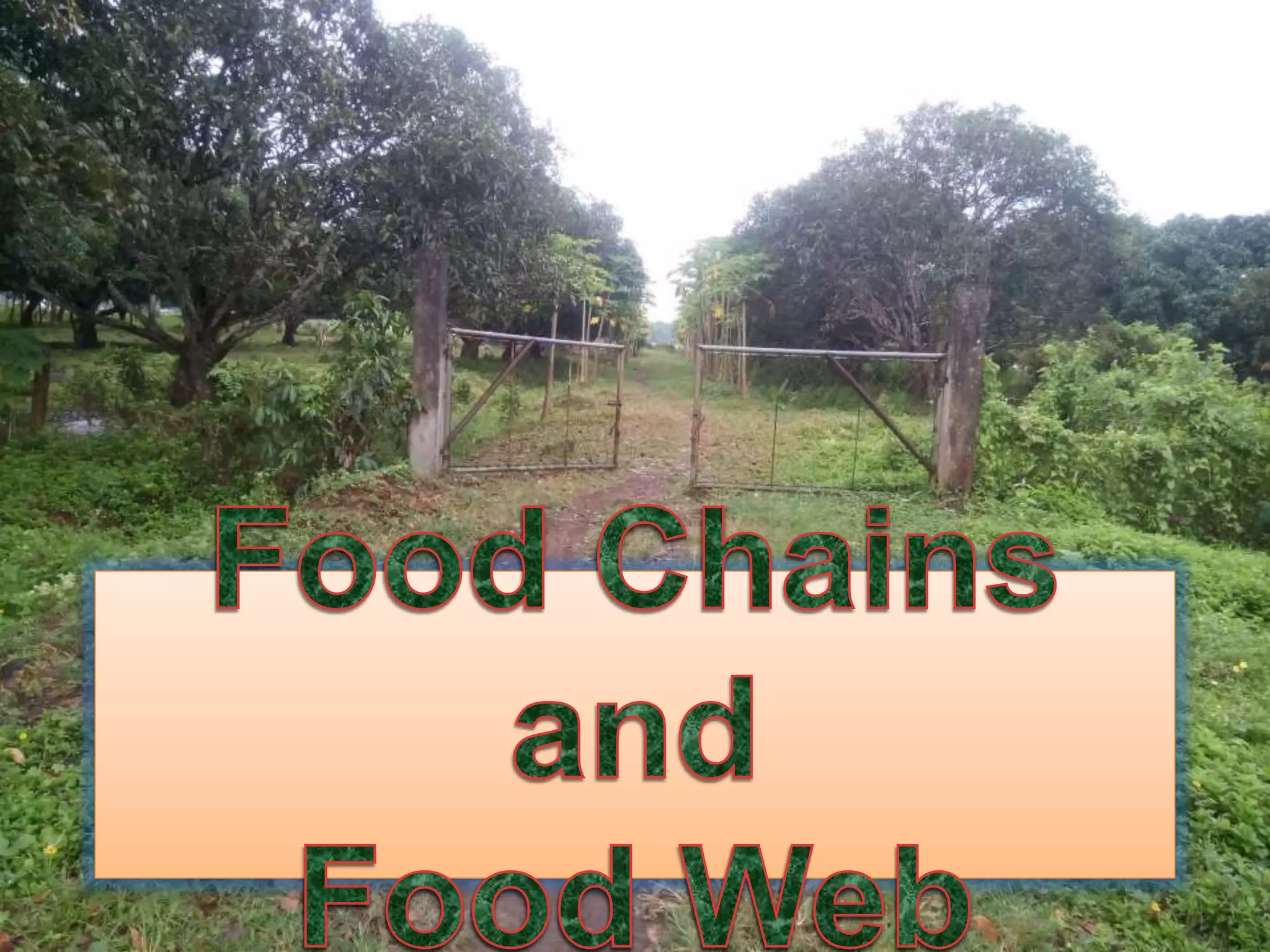 Ecology, mango plantation | PPTX