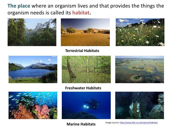 Ecology notes 1 ecosystem