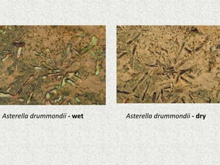 Ecology of bryophytes- Swapnil.pptx