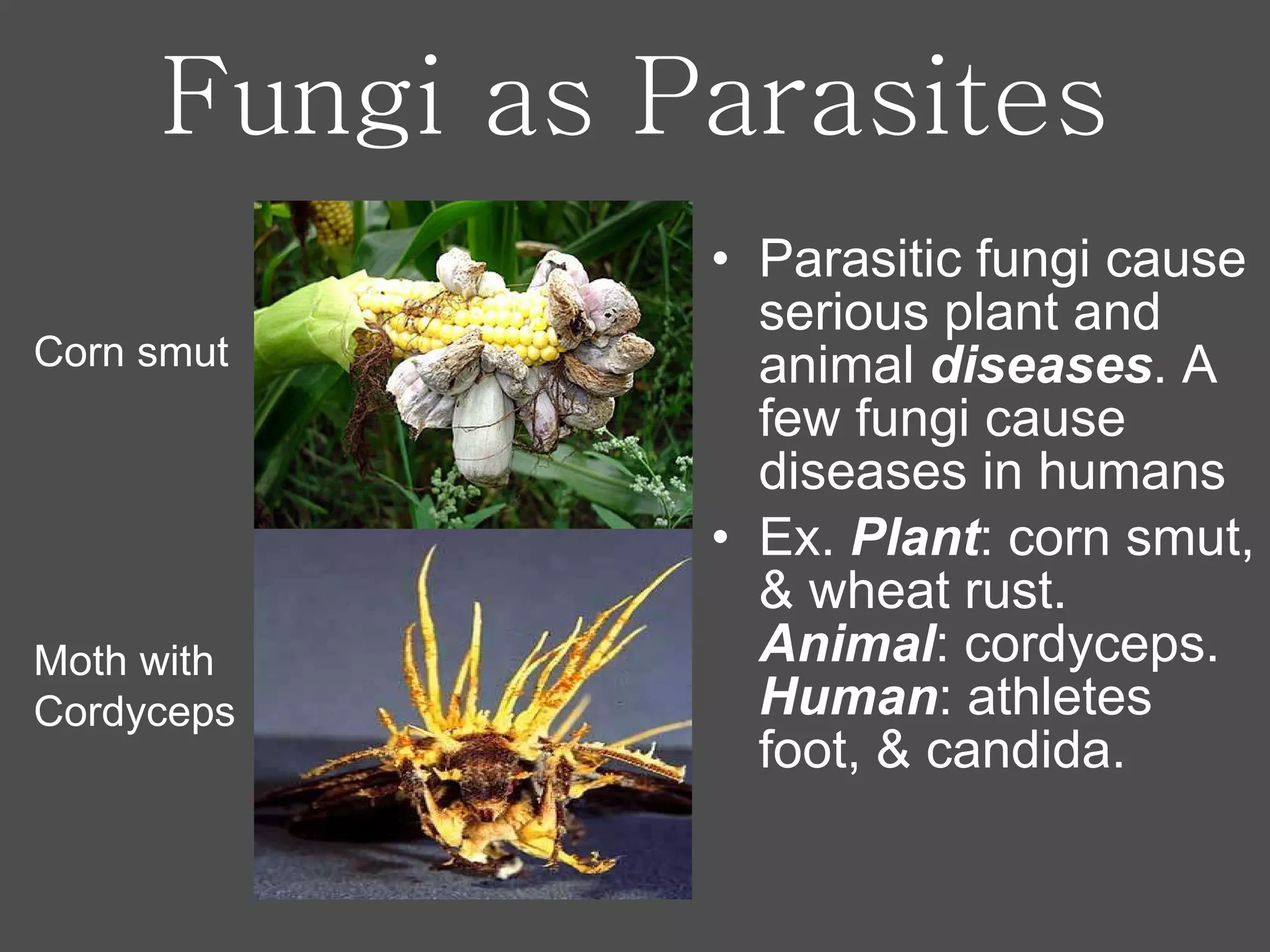 Ecology Of Fungi | PPT