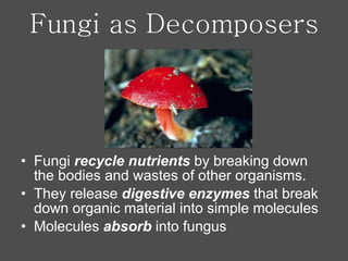 Ecology Of Fungi | PPT