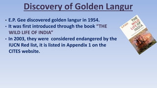 Trachypithecus geei (Golden Langur) and its Conservation Strategy | PPT