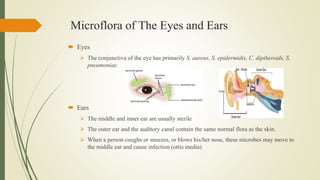 ECOLOGY OF MICROBES IN NATURAL HABITAT.pptx