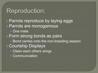 Ecology of tropical parrots | PPTX