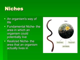 Ecology Population | PPT