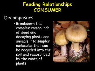 Ecologypowerpoint | PPTX | Geography | Science