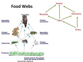 Ecology ppt | PPT | Geography | Science