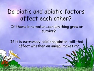 Ecology animal plants ecosystem. PPT.ppt