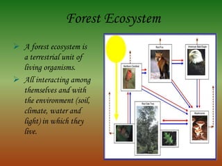 Ecology & environment | PPTX