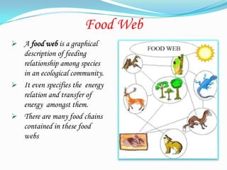 Ecology and ecosystem | PPTX | Science