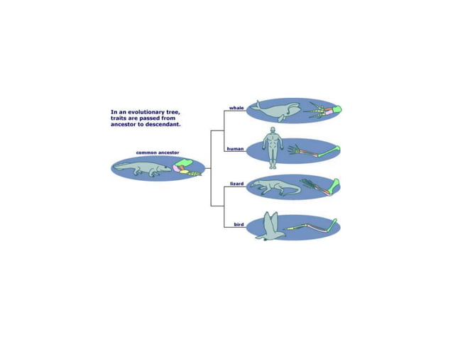 NatSci_ecology | PPTX | Biological Sciences | Science