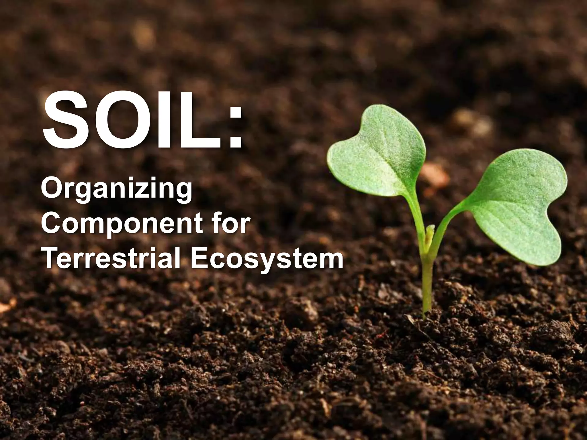 SOIL: Organizing Component for Terrestrial Ecosystem | PPT