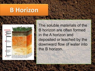 SOIL: Organizing Component for Terrestrial Ecosystem | PPT