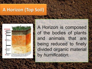 SOIL: Organizing Component for Terrestrial Ecosystem | PPTX