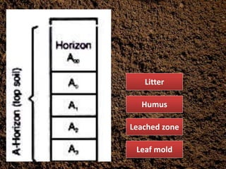 SOIL: Organizing Component for Terrestrial Ecosystem | PPTX