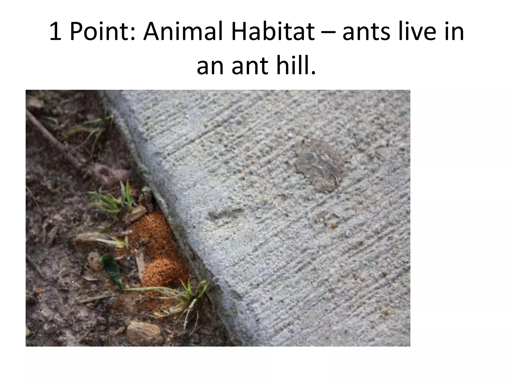 Ecology scavengerhunt | PPTX