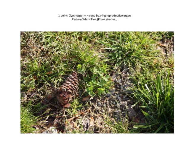 Ecology scavengerhunt | PPTX