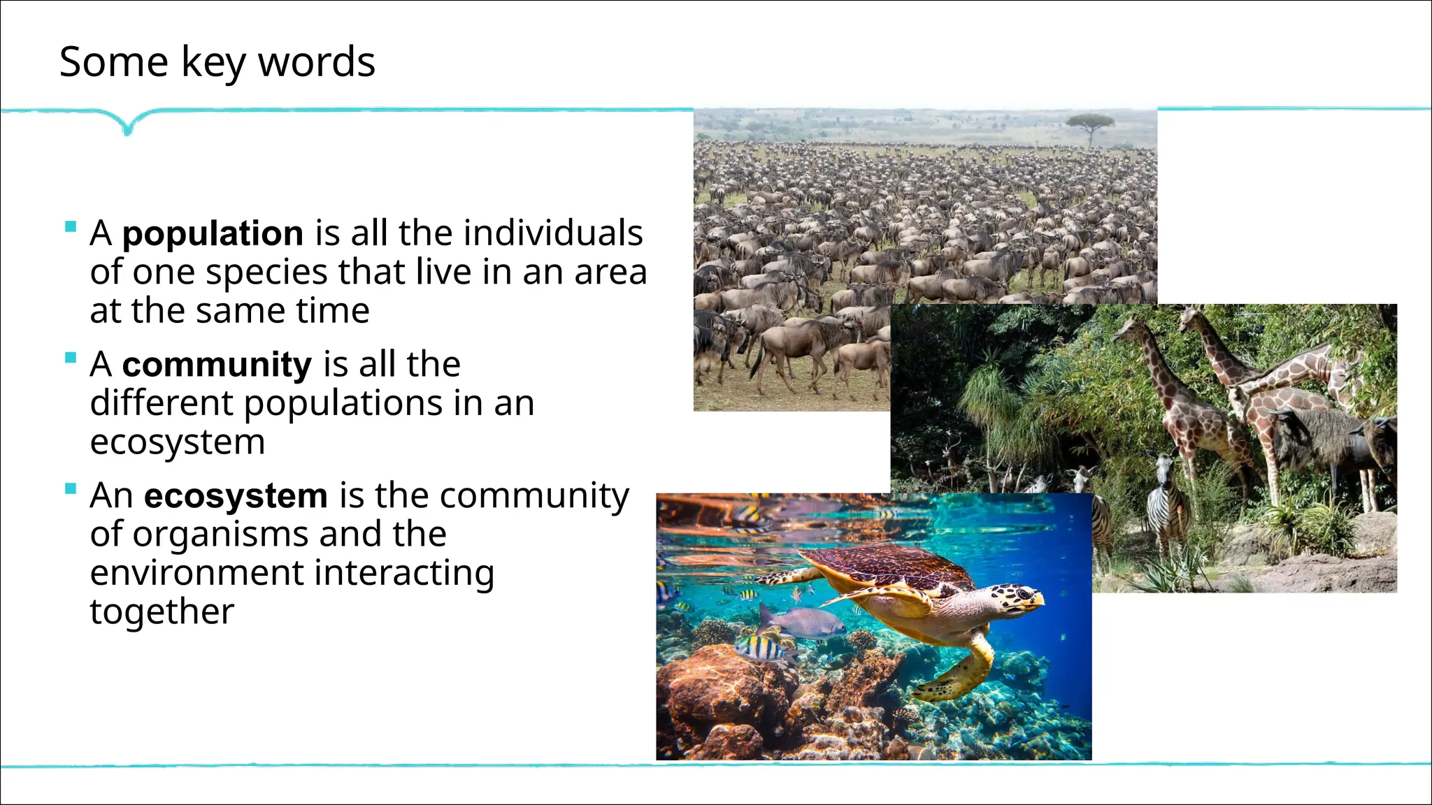 Ecology IGCSE biology 0610 presentation .pptx
