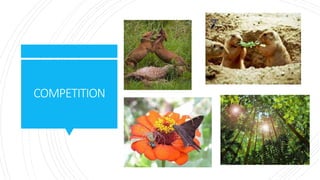 Ecology useful terms | PPTX