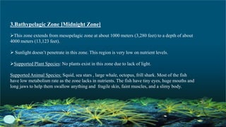 marine ecology | PPT