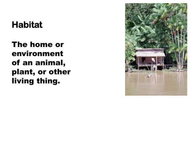 Ecology Vocabulary | PPTX