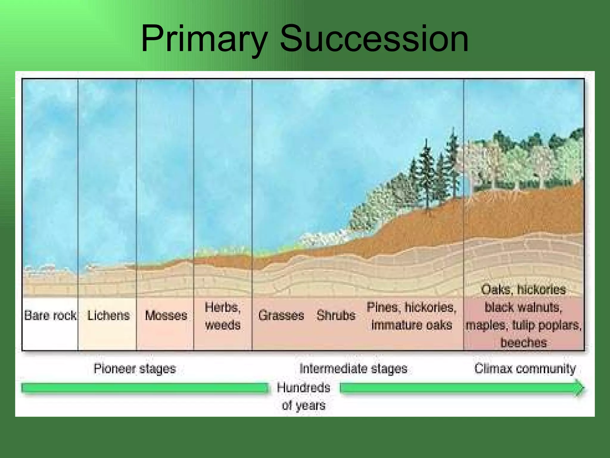 Ecological succession | PPT