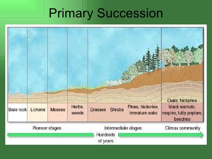 Ecological succession