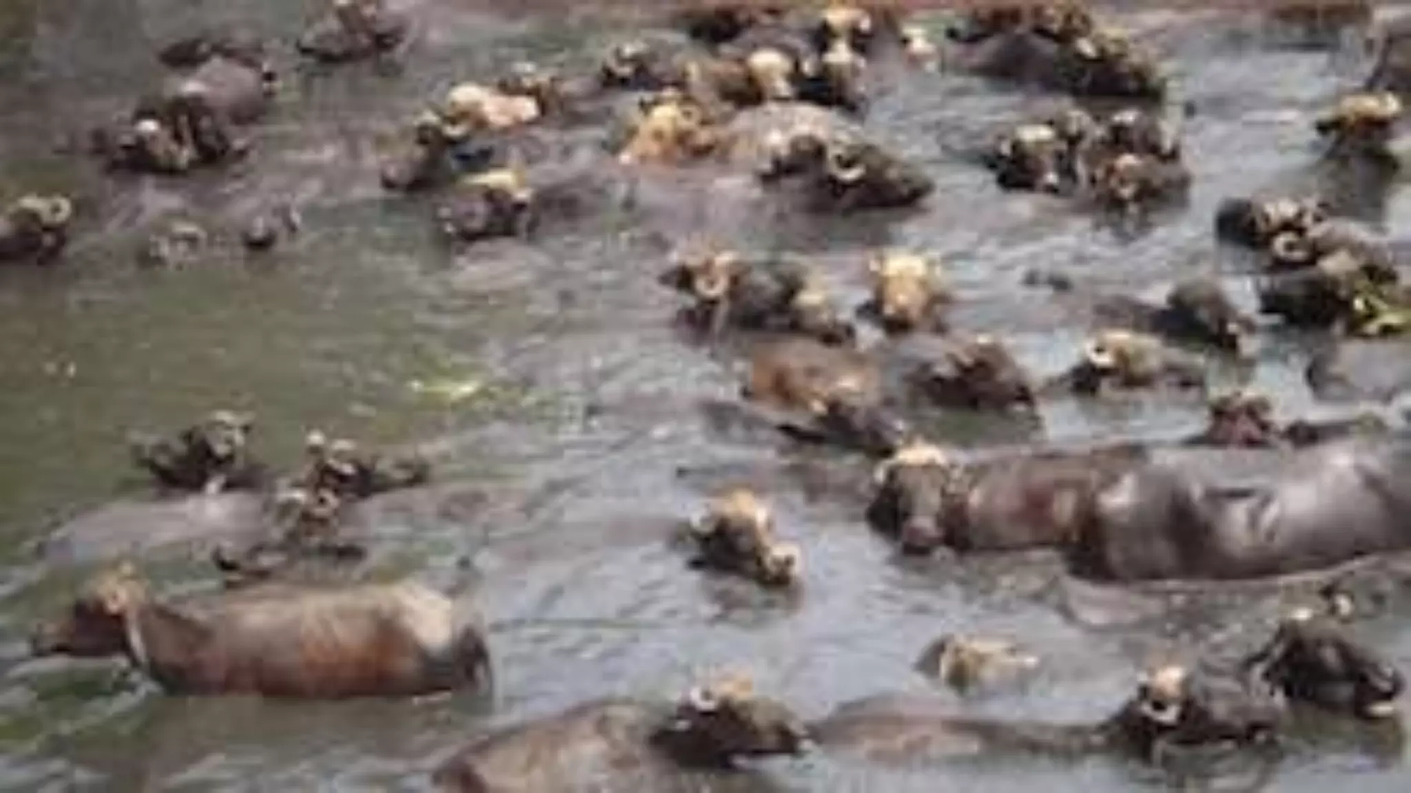 Water Pollution in Lahore, Pakistan | PPT