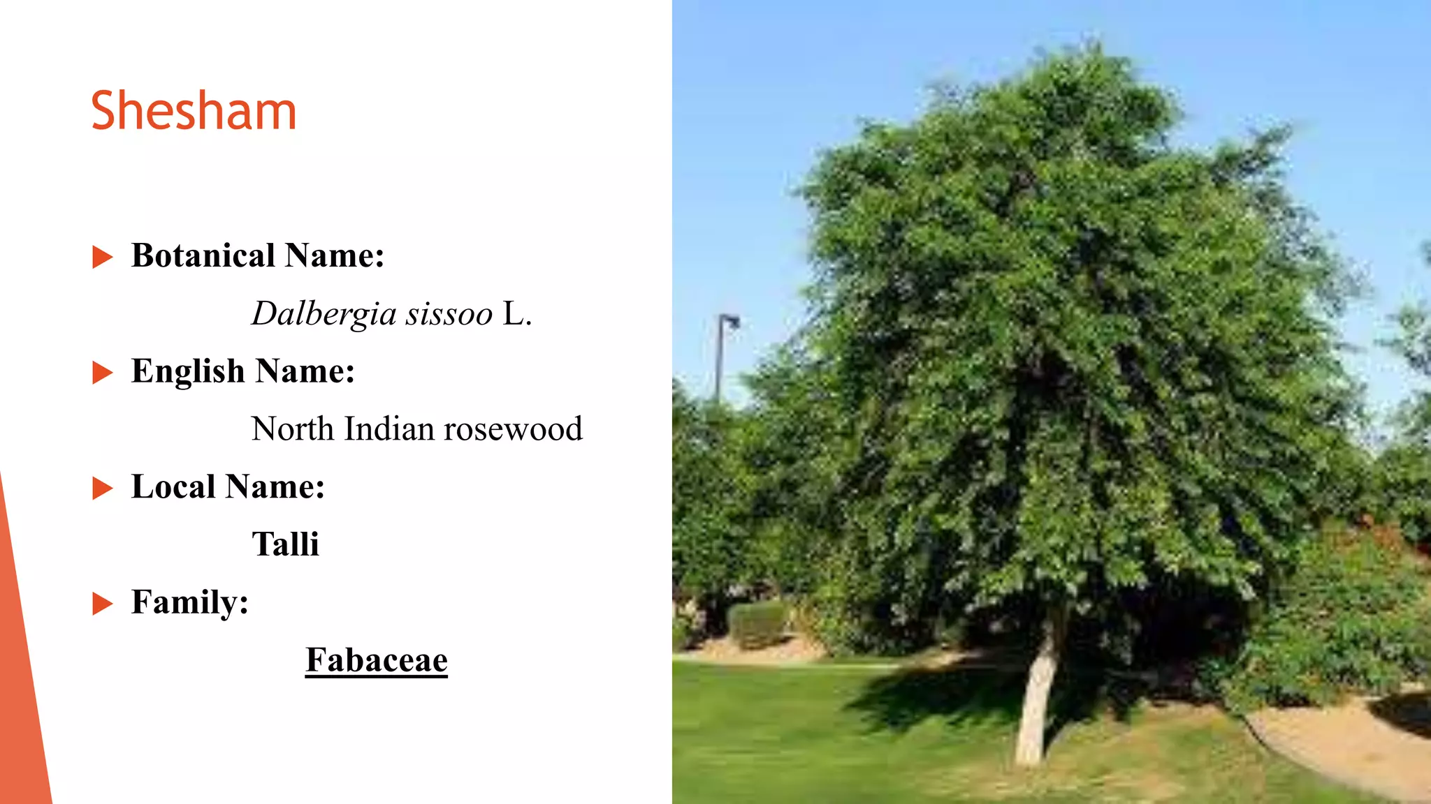 Economic Importance of Plants | PPTX