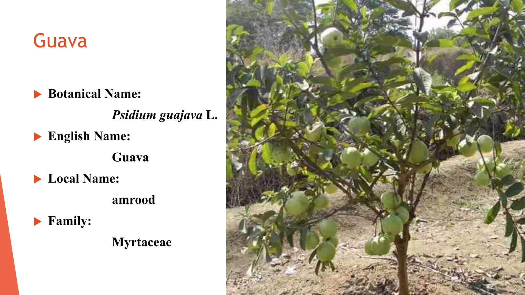 Economic Importance of Plants | PPTX