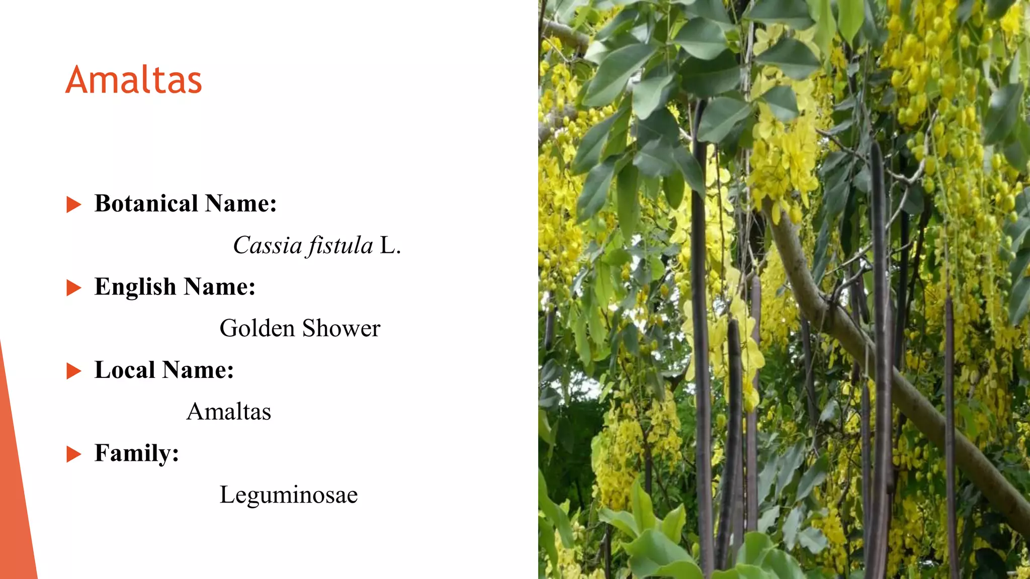 Economic Importance of Plants | PPTX