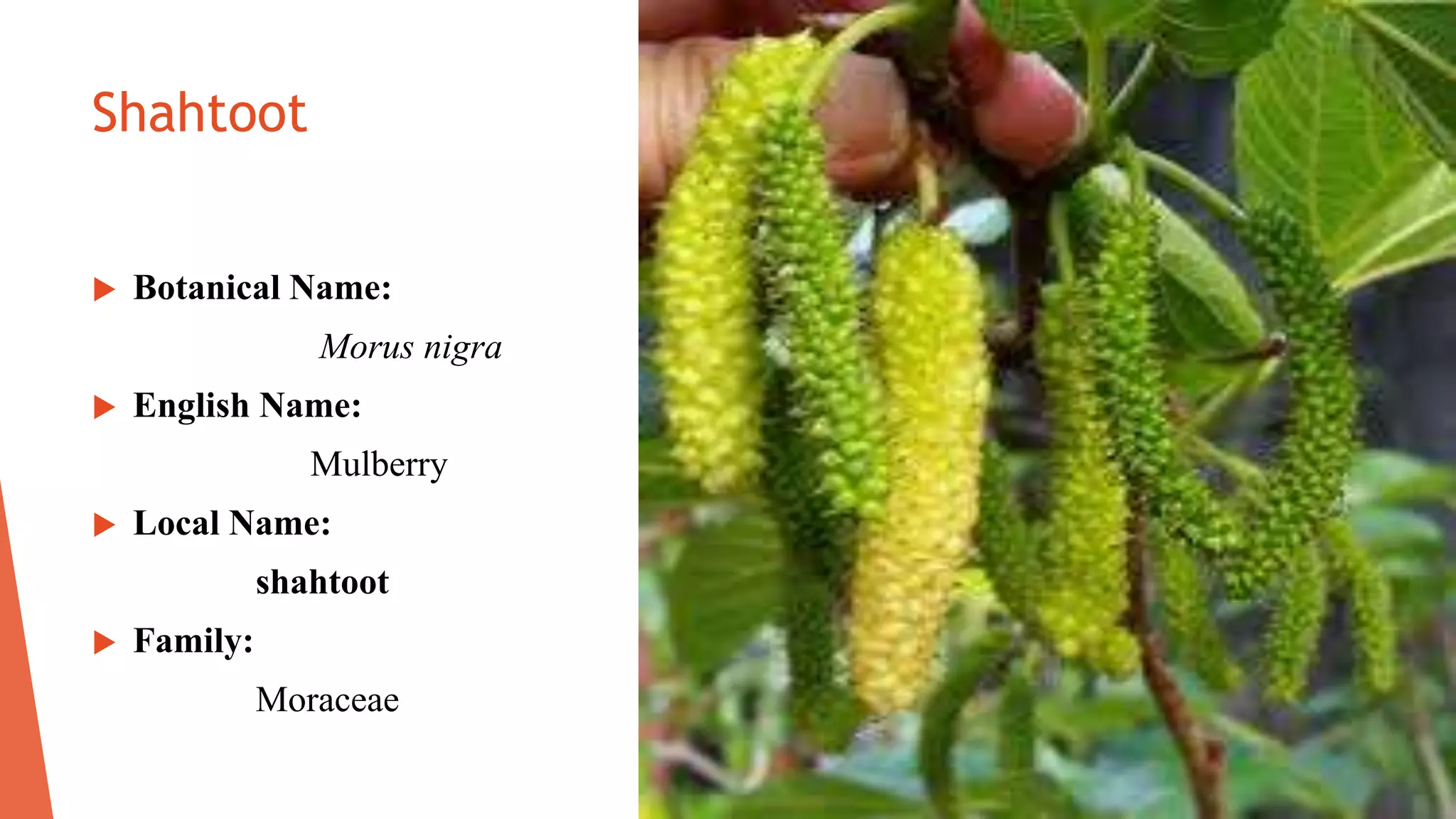 Economic Importance of Plants | PPTX