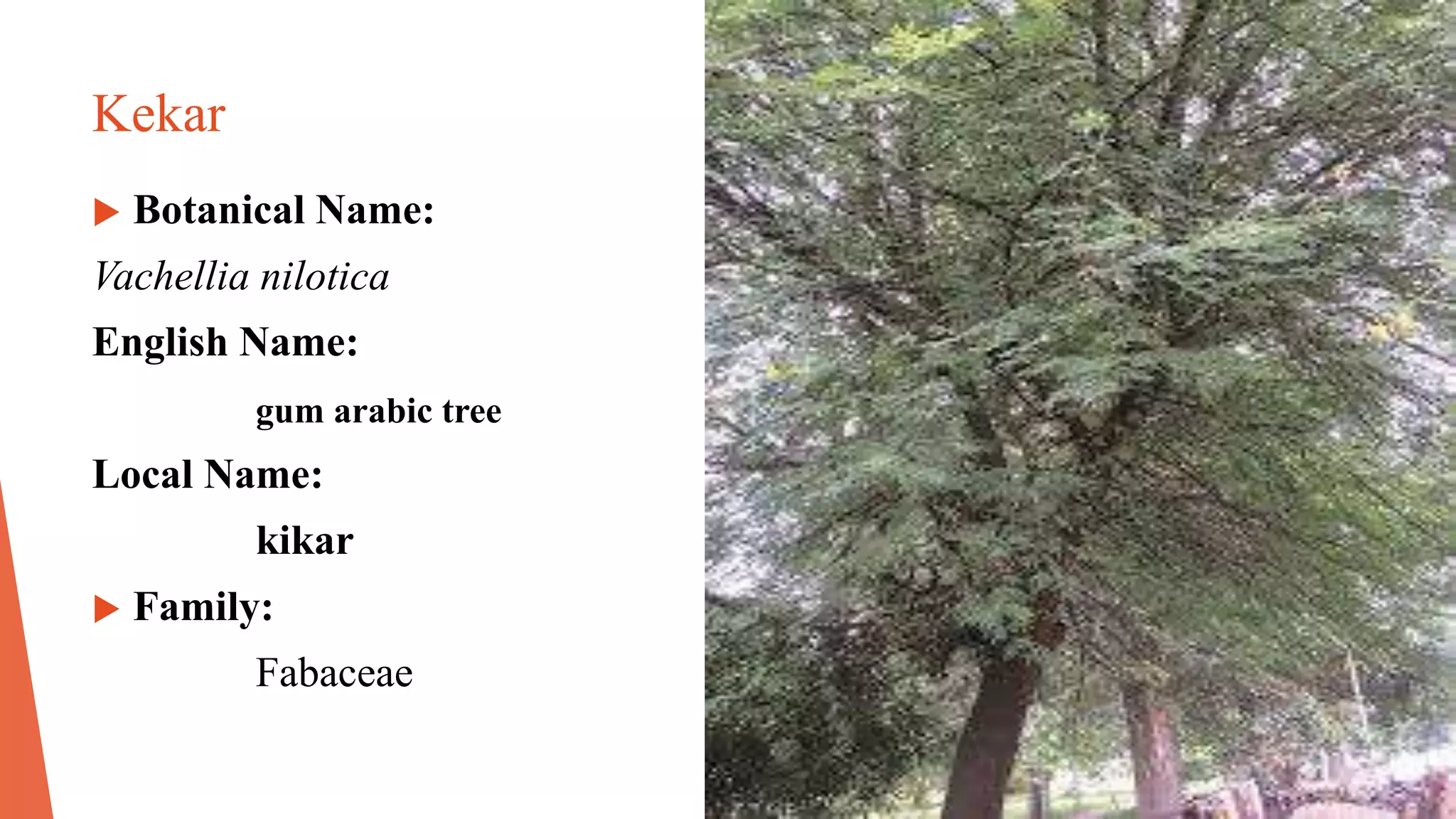 Economic Importance of Plants | PPTX