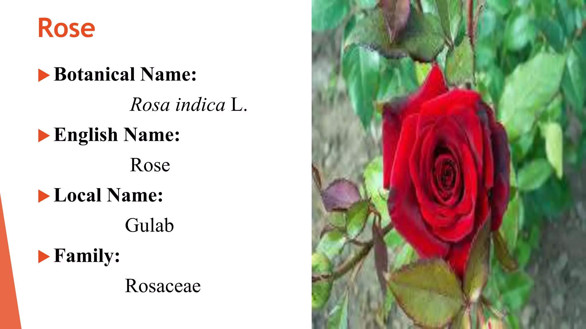 Economic Importance of Plants | PPTX