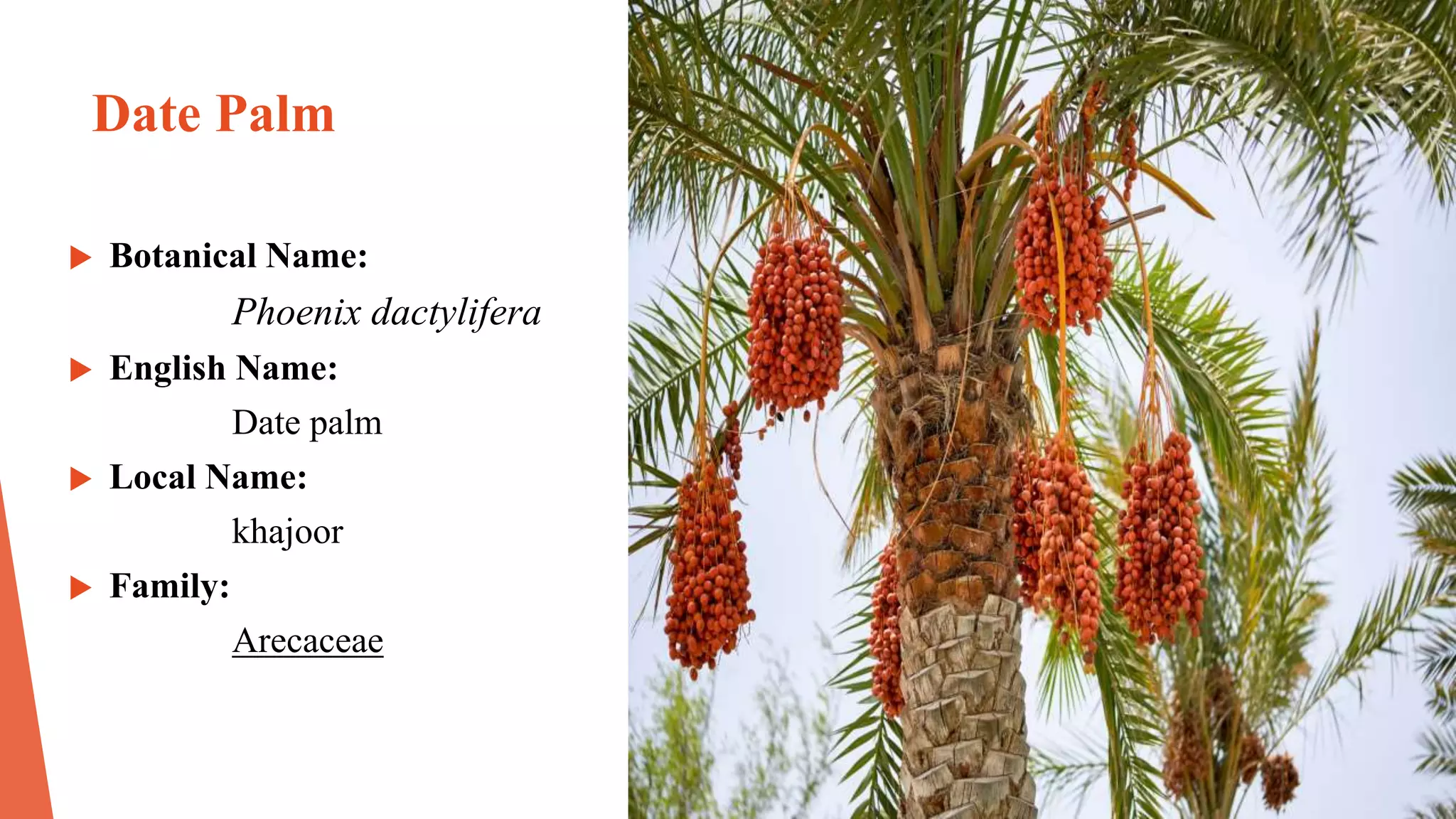 Economic Importance of Plants | PPTX