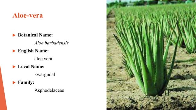 Economic Importance of Plants | PPTX | Gardening | Home & Garden