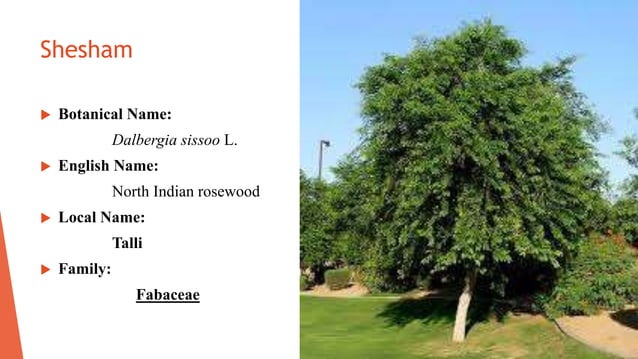 Economic Importance of Plants | PPTX | Gardening | Home & Garden