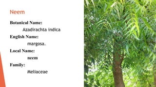 Economic Importance of Plants | PPTX