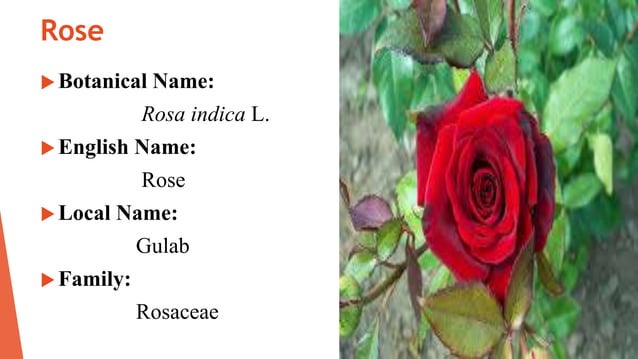 Economic Importance of Plants | PPTX | Gardening | Home & Garden