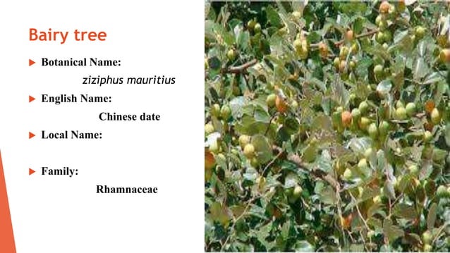 Economic Importance of Plants | PPTX | Gardening | Home & Garden